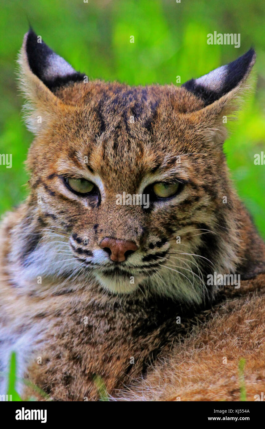 A Tufted Tail High Resolution Stock Photography and Images - Alamy