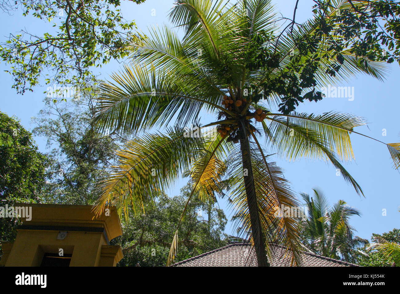 Coconut tree seen from below - Bali - Indonesia Stock Photo - Alamy