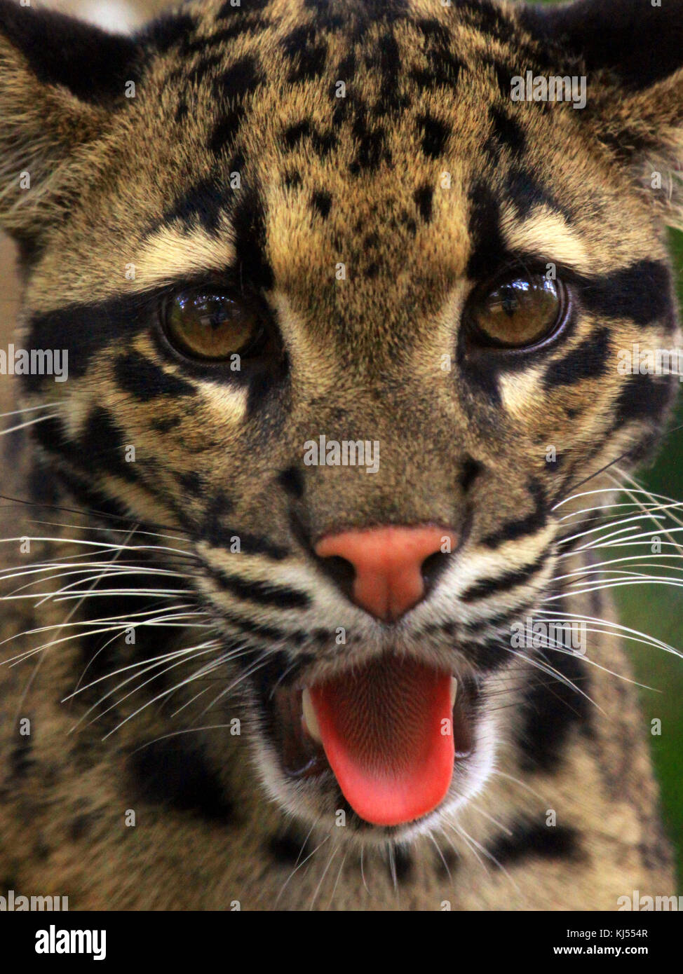 Mainland Clouded Leopard High Resolution Stock Photography and Images ...