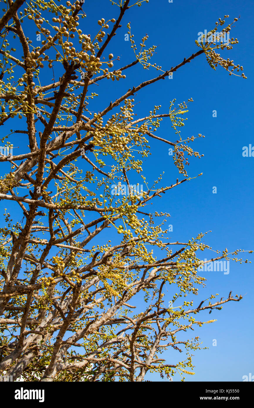 Oman frankincense tree hi-res stock photography and images - Alamy