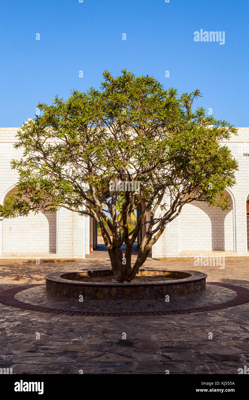 Frankincense tree, growing near Frankincense museum in Salalah, Oman ...