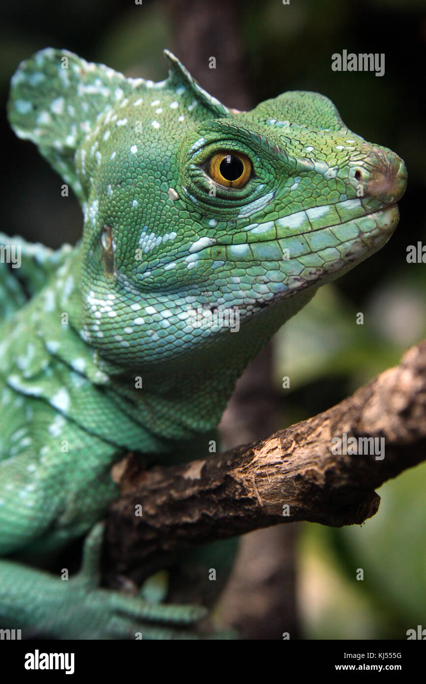 Lizard Native To Mexico And Central America High Resolution Stock ...