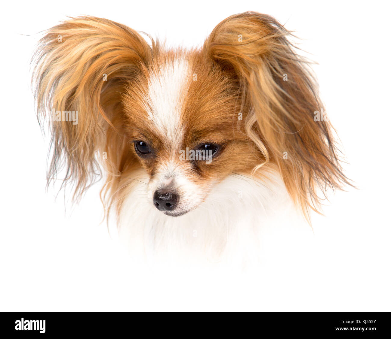 Papillon Dog Ears