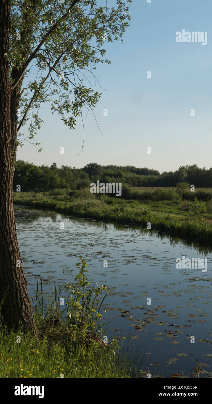 beautiful pond in forest on sunny day Stock Photo - Alamy