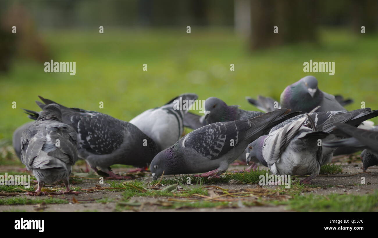 close-up of pigeons feeding on bread Stock Photo - Alamy