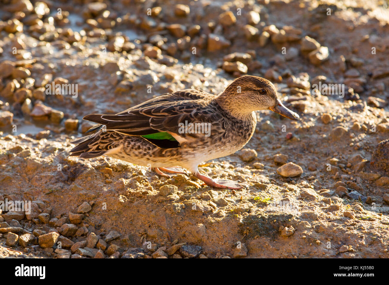 Martin mere wetlands teal winter hi-res stock photography and images ...