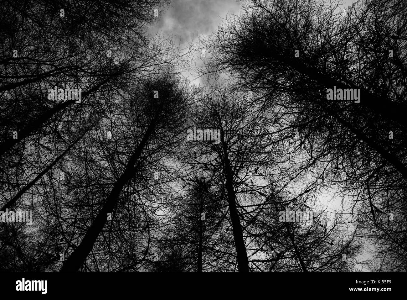 White forrest tree hi-res stock photography and images - Alamy