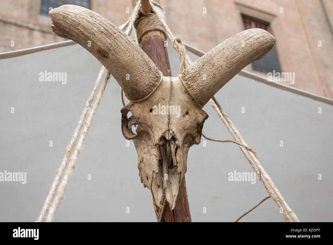 Animal Stuffed Skull with White Horns Hanged on Wooden Pole with Ropes ...