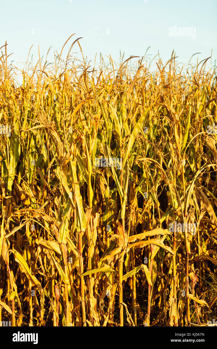 Dry corn field at the sunset. Agriculture Stock Photo - Alamy