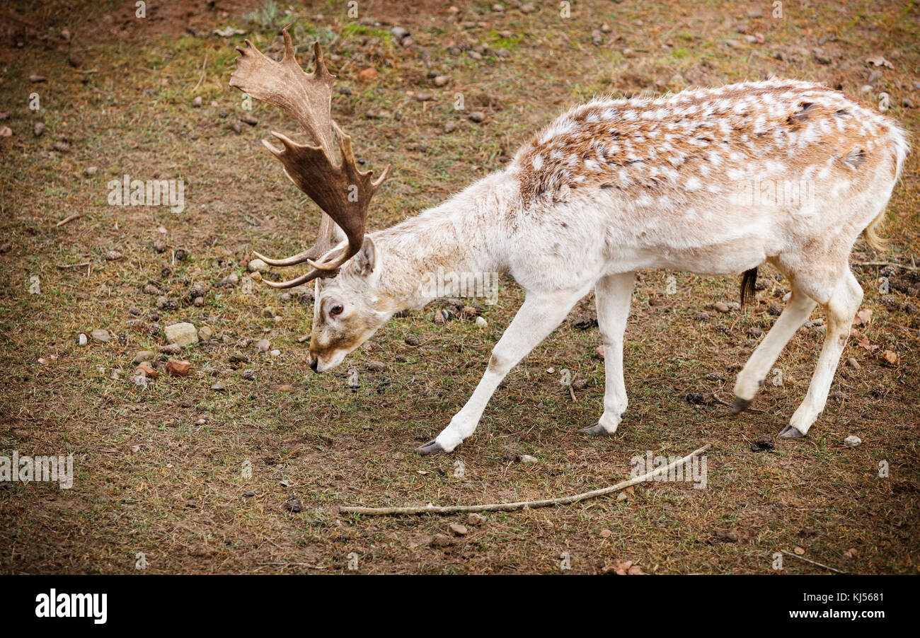 Young male fallow deer buck at park. Animals beauty in nature Stock ...