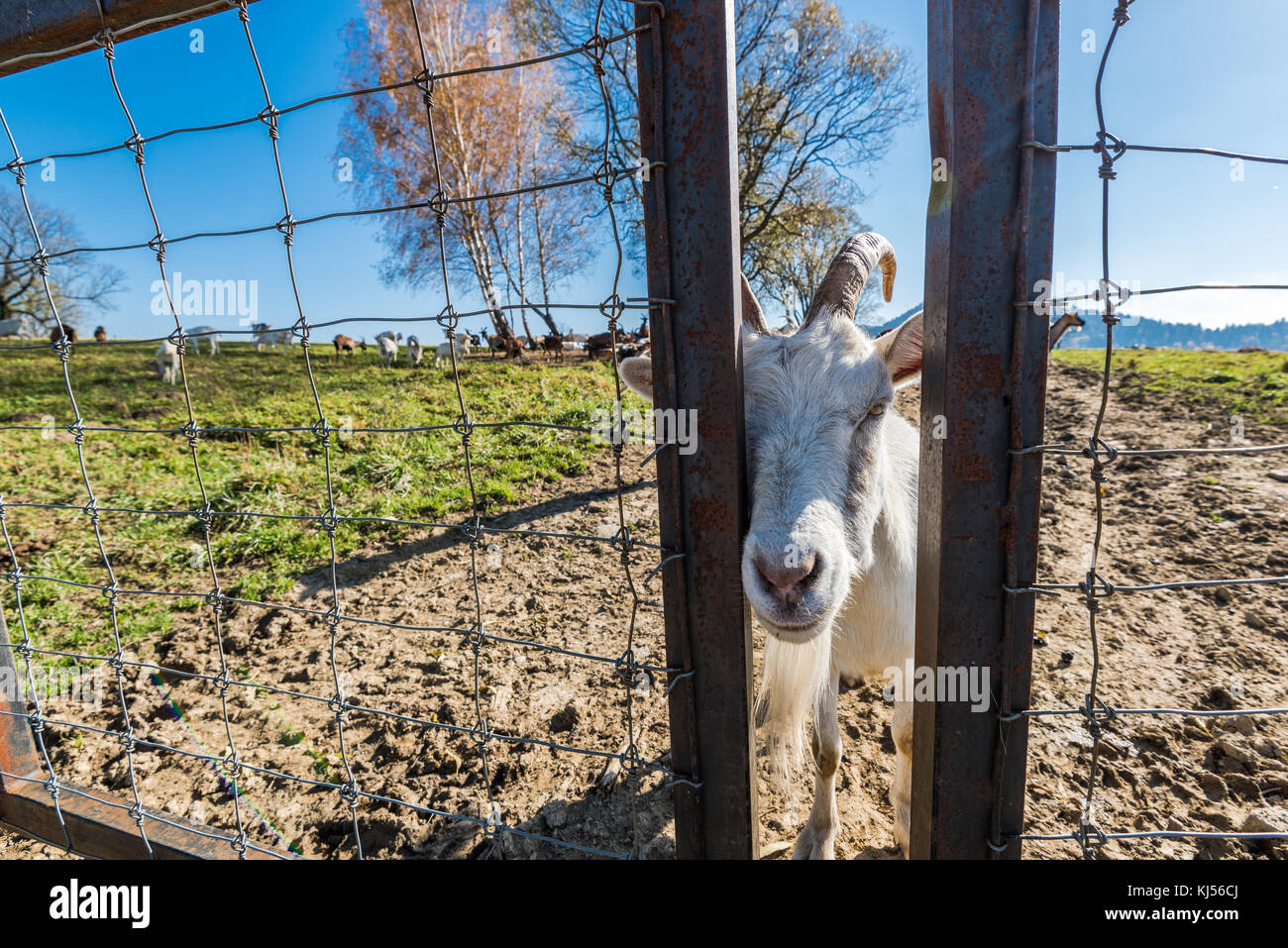 Funny gates hi-res stock photography and images - Alamy