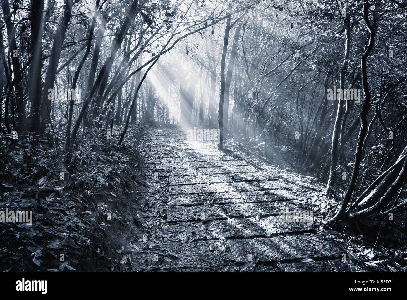 Monochrome image of the wet stone path in Zhangjiajie Forest Park at ...