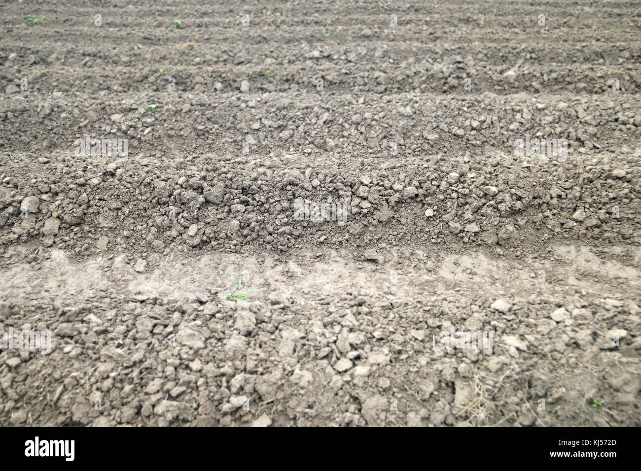 prepared farm soil with parallel rows for planting Stock Photo - Alamy