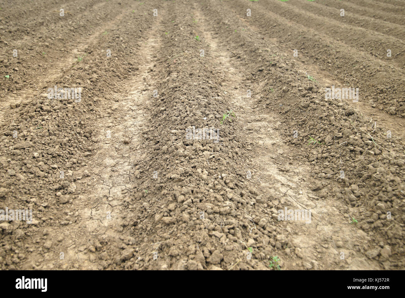 prepared farm soil with parallel rows for planting Stock Photo - Alamy