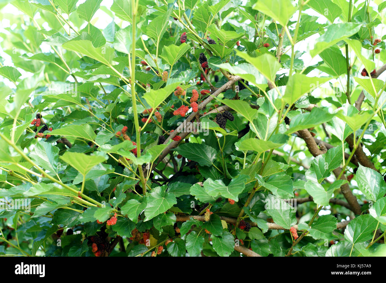 mulberry fruit on tree in organic farm Stock Photo - Alamy