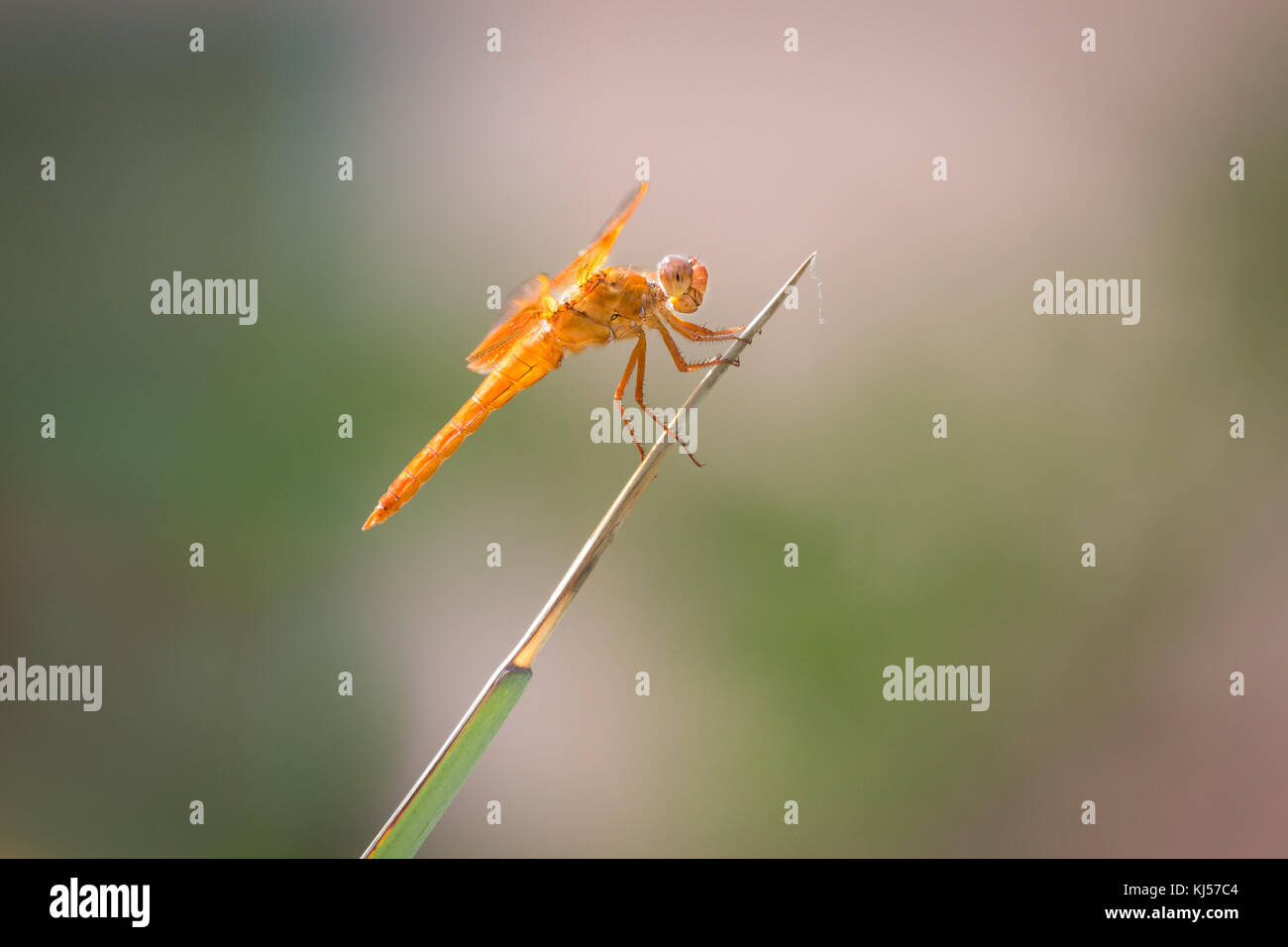 Flame Skimmer Dragonfly (Libellula saturata) on blade of grass, Tucson ...
