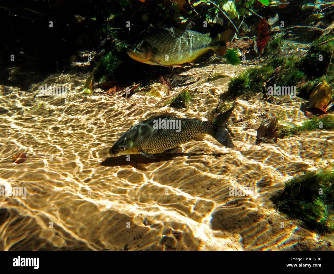 Fish in the clear water river, Nobres, Mato Grosso, Brazil Stock Photo ...