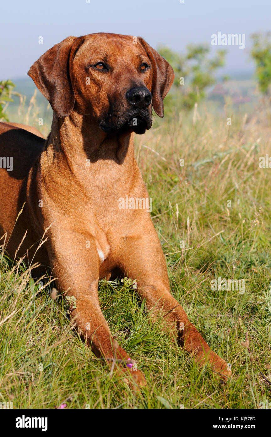 Rhodesian Ridgeback, male, lying in meadow Stock Photo - Alamy