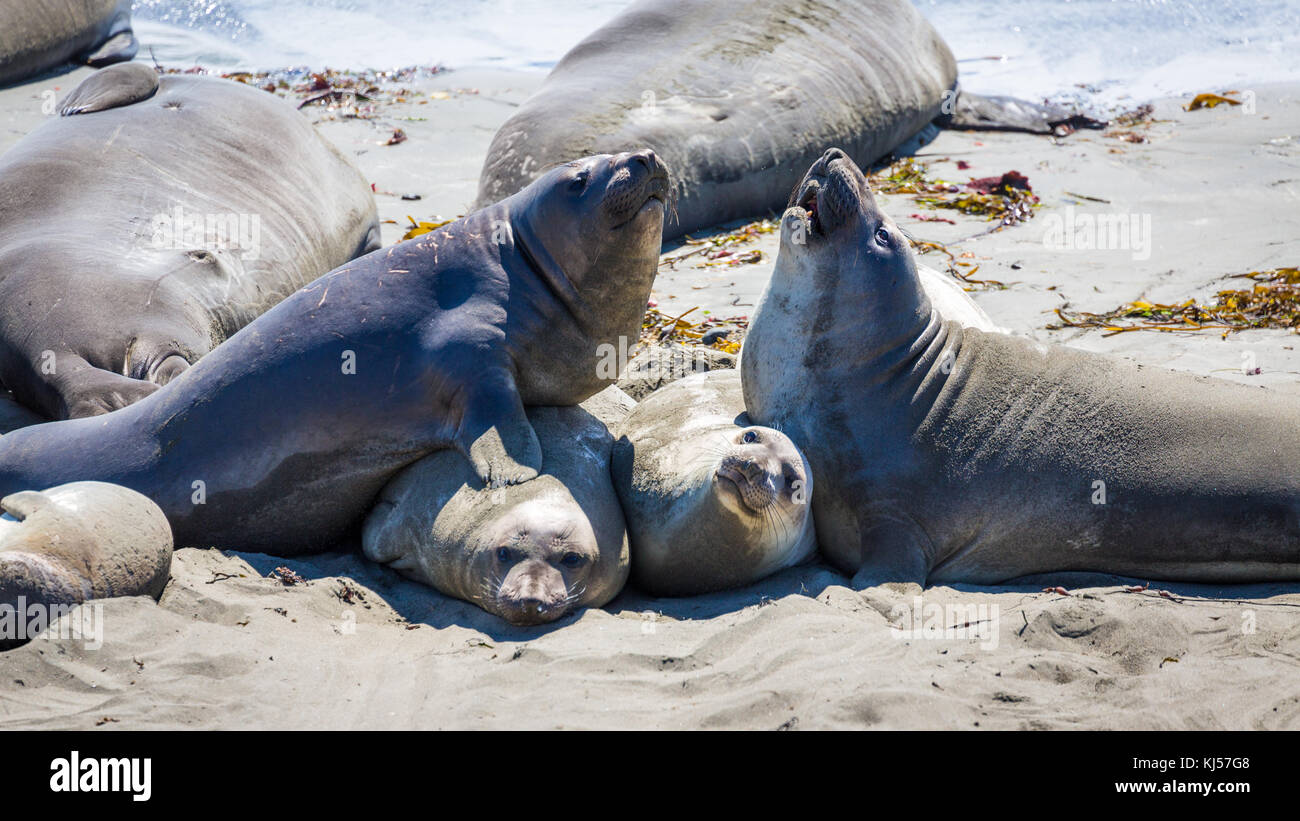 Two Northern Elephant Seals (Mirounga angustirostris) fight on the ...