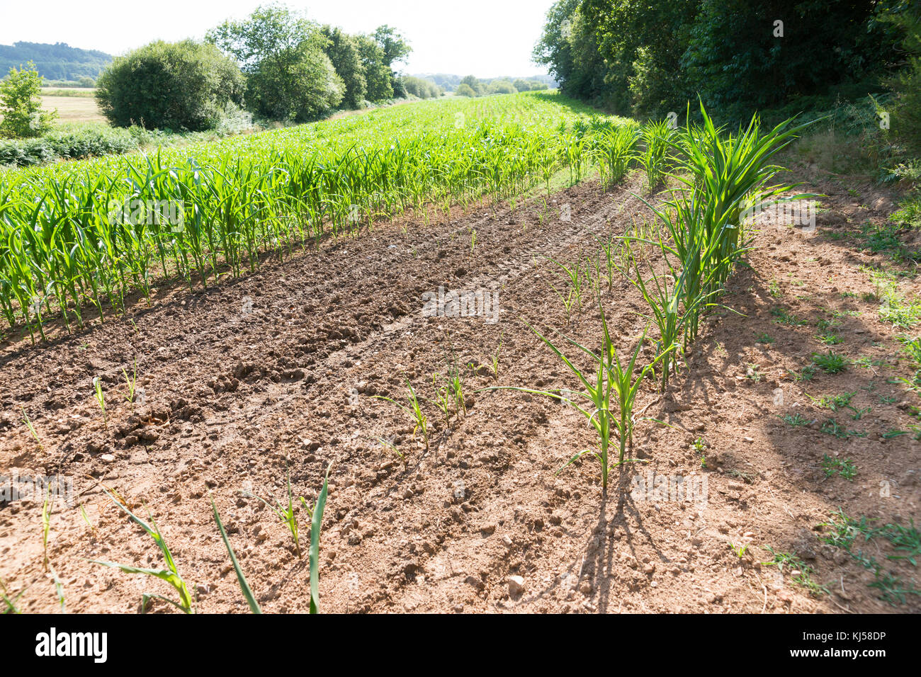 maize crop damaged by an oil spill Stock Photo - Alamy