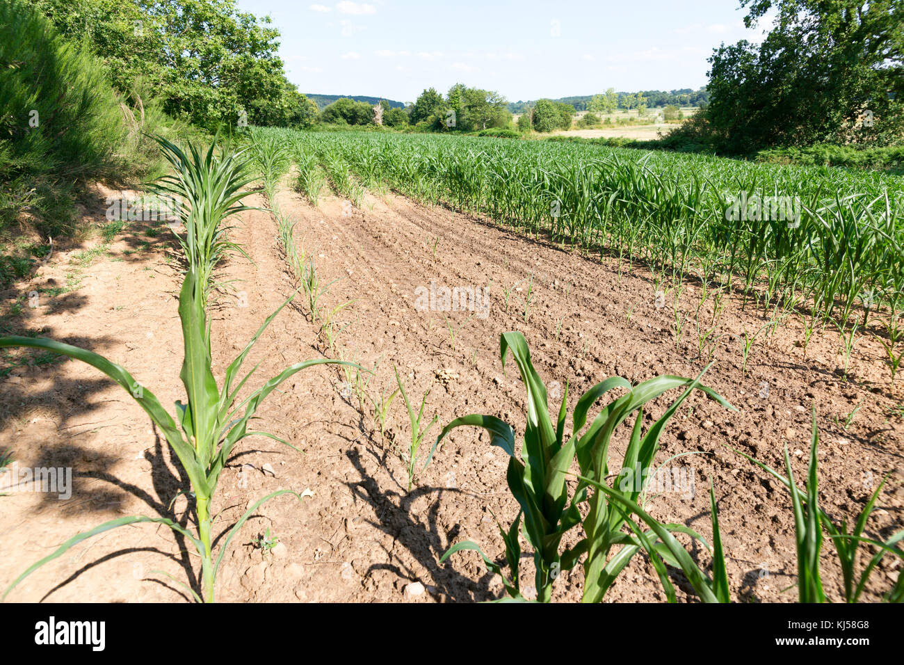 maize crop damaged by an oil spill Stock Photo - Alamy