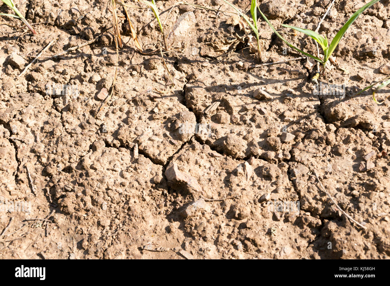maize crop damaged by an oil spill Stock Photo - Alamy