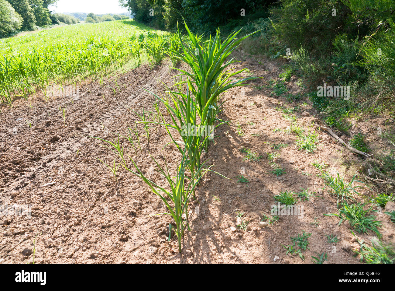 maize crop damaged by an oil spill Stock Photo - Alamy