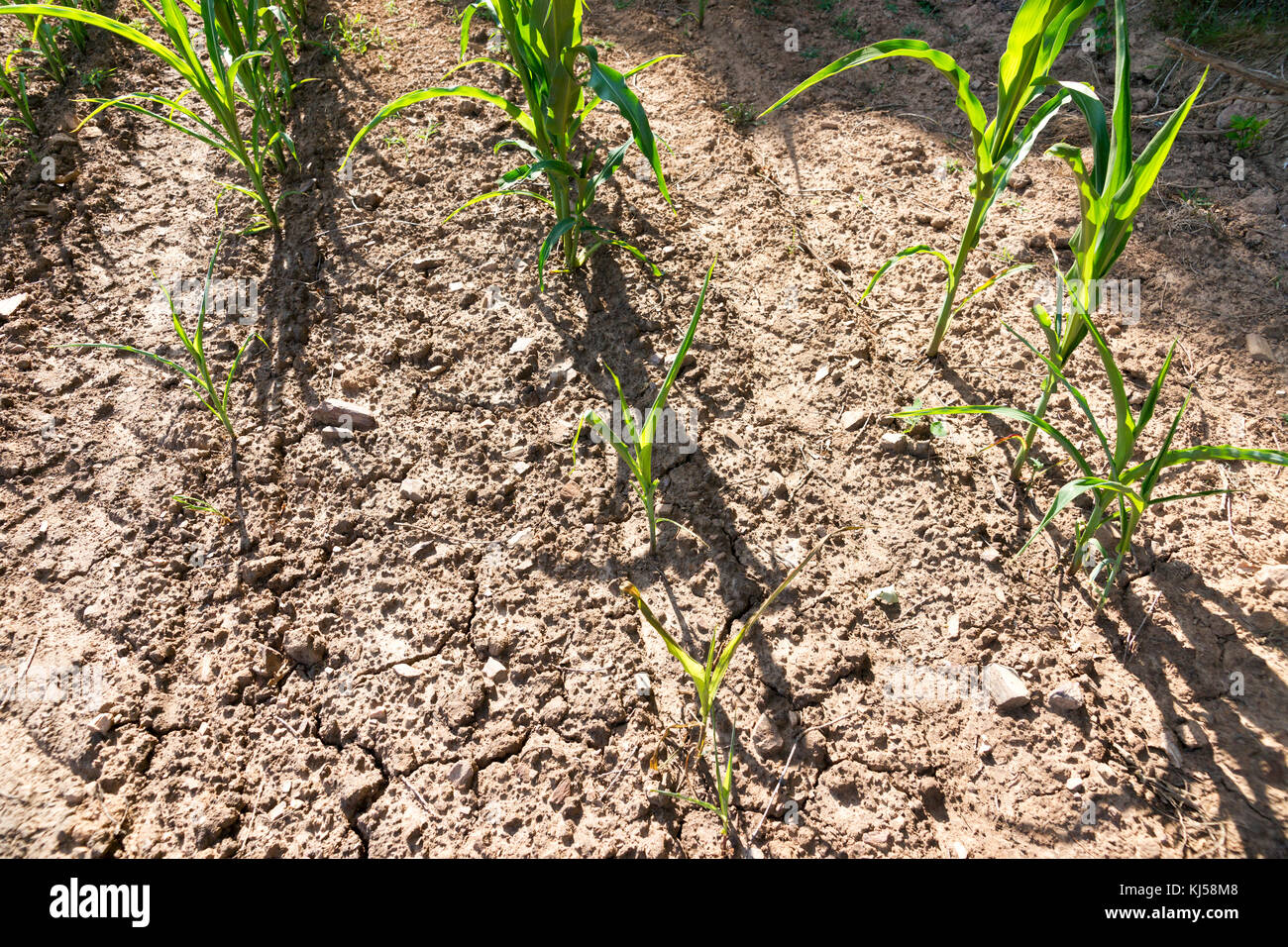 maize crop damaged by an oil spill Stock Photo - Alamy