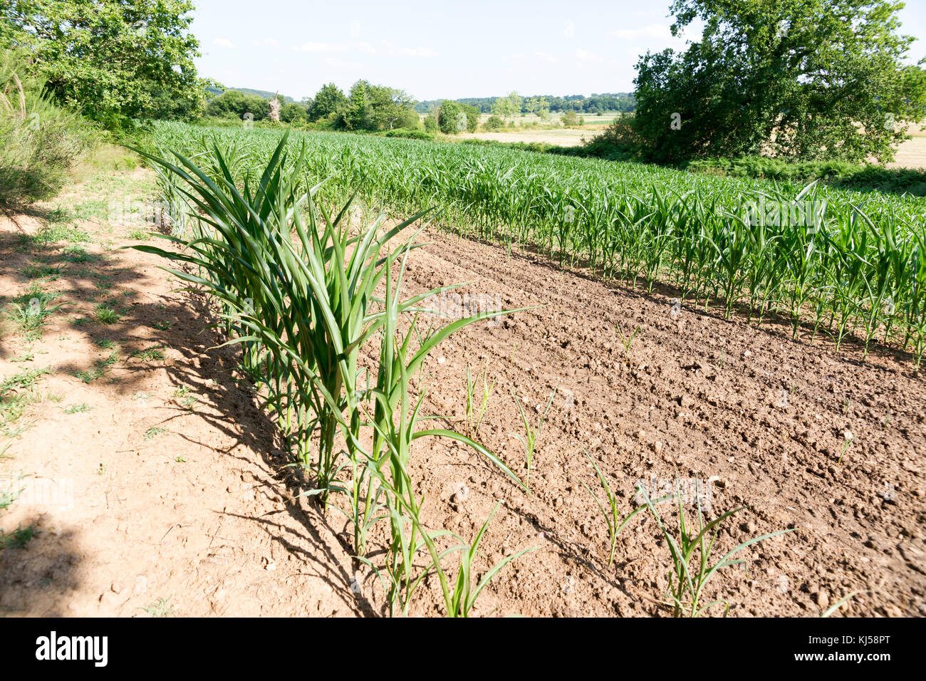 maize crop damaged by an oil spill Stock Photo - Alamy