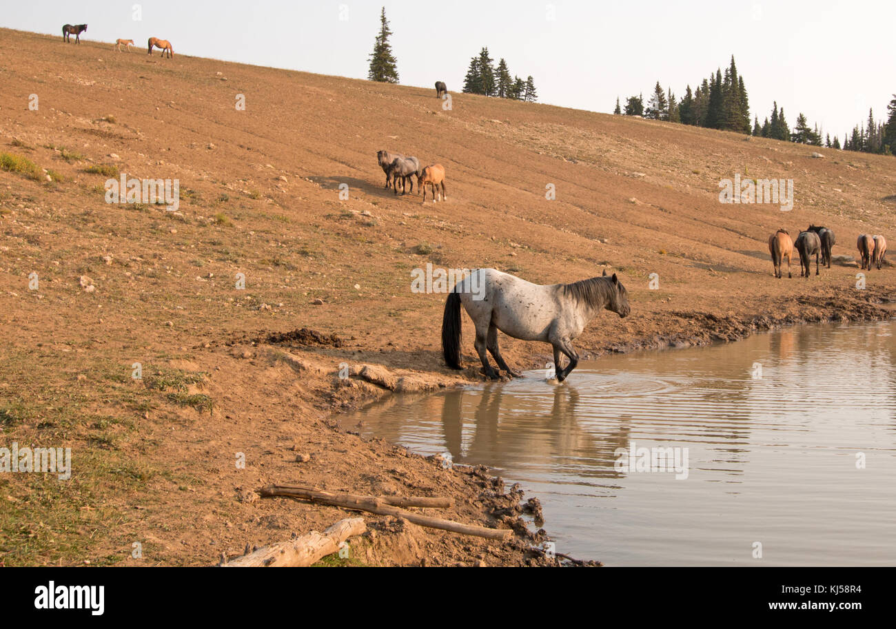 Blue roan bay hi-res stock photography and images - Alamy