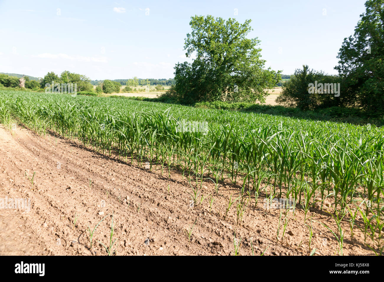 maize crop damaged by an oil spill Stock Photo - Alamy