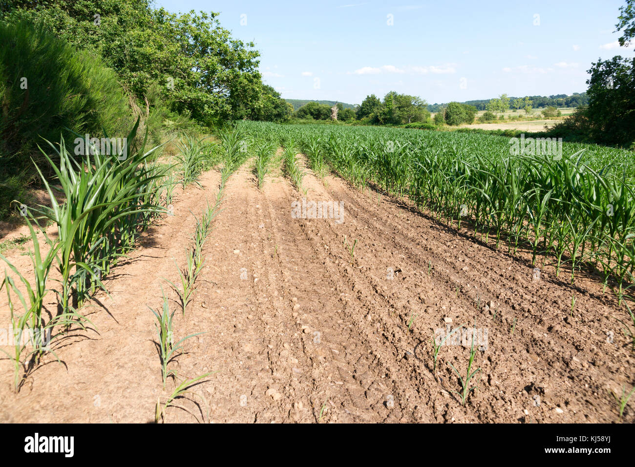 maize crop damaged by an oil spill Stock Photo - Alamy