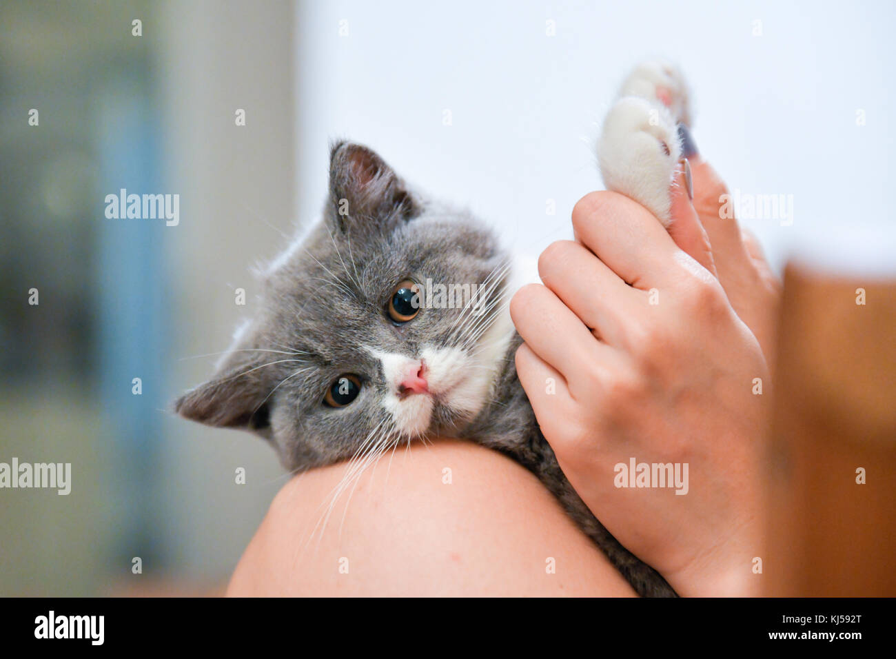 With a gray kitten in his arms Stock Photo - Alamy