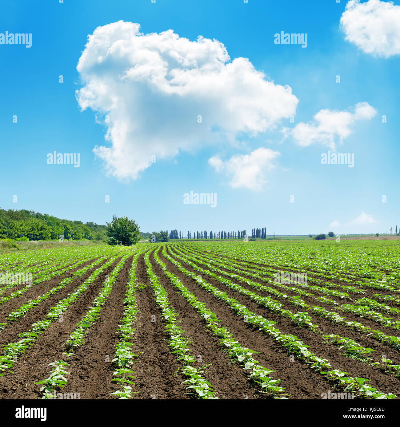 big cloud in blue sky over green agricultural field Stock Photo - Alamy