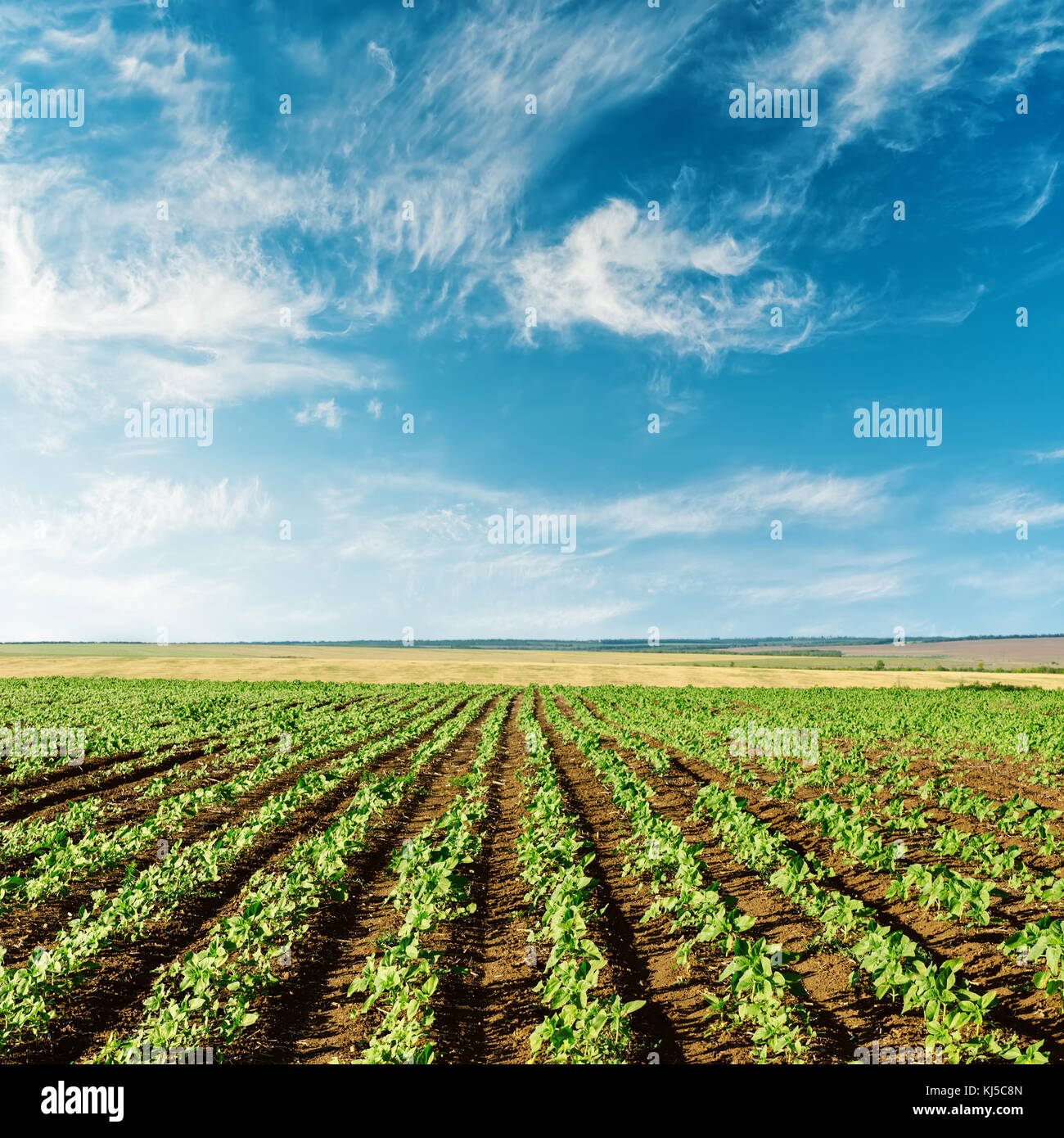 agriculture field with sunflowers and blue sky with low sun in clouds ...