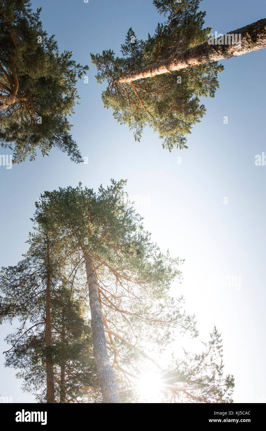 Top view on crowns trees hi-res stock photography and images - Alamy