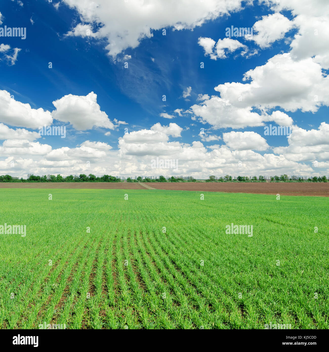 spring green field and blue cloudy sky Stock Photo - Alamy