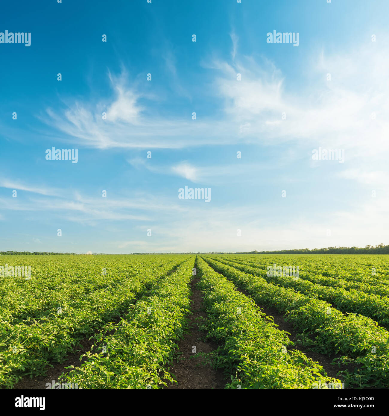 blue sky with clouds in sunset over field with tomatoes bushes Stock ...