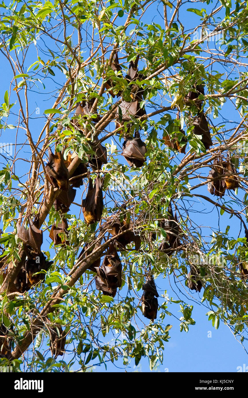 Little red flying foxes (Pteropus scapulatus), roosting. Boodjamulla ...