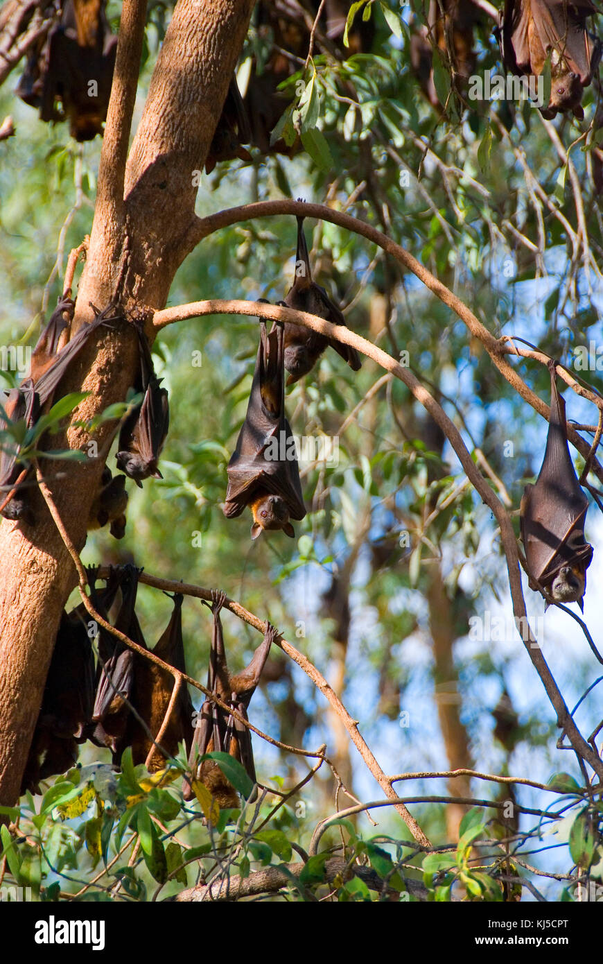Flying foxes queensland hi-res stock photography and images - Alamy