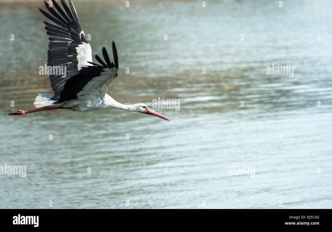 Flying stork over mountain lake Stock Photo - Alamy