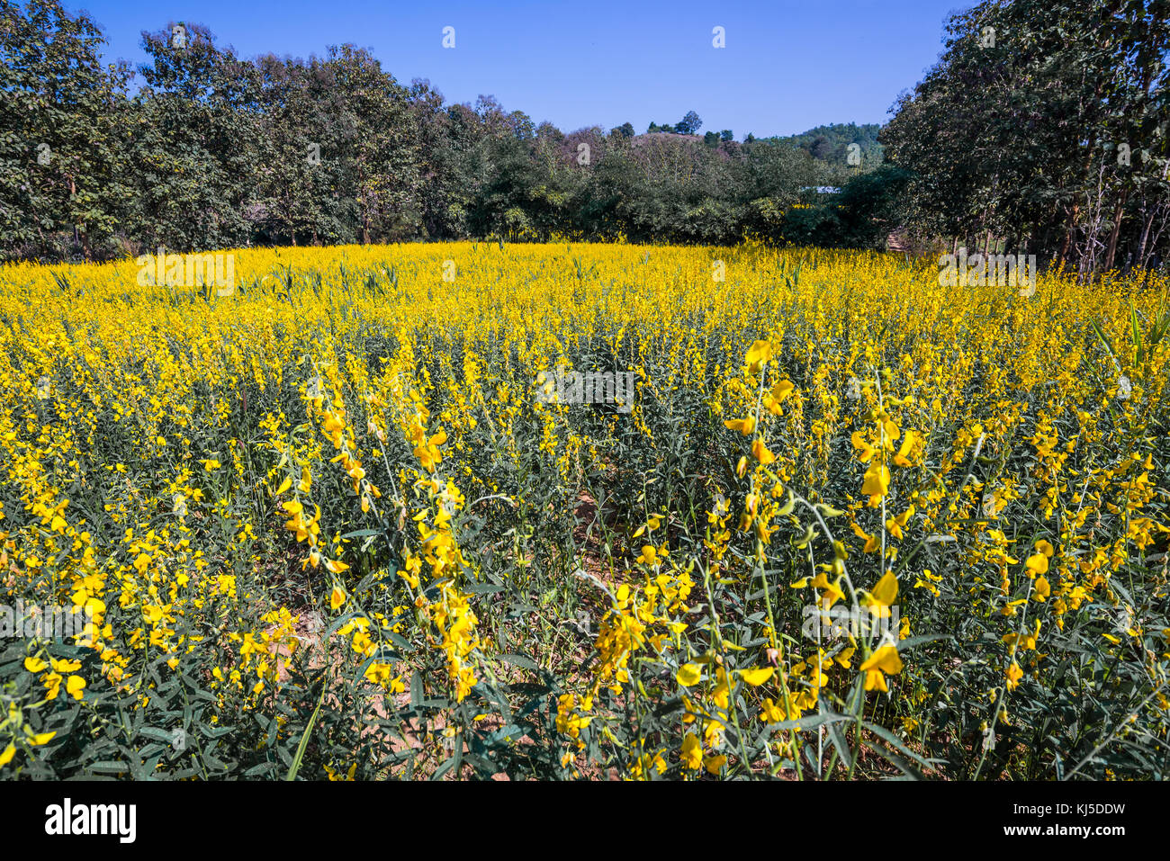 Crotalaria juncea hi-res stock photography and images - Alamy