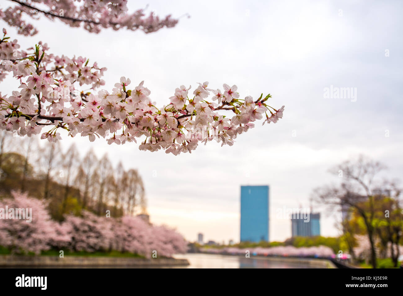 Sakura, Cherry Blossom branch spring in Japan Stock Photo - Alamy