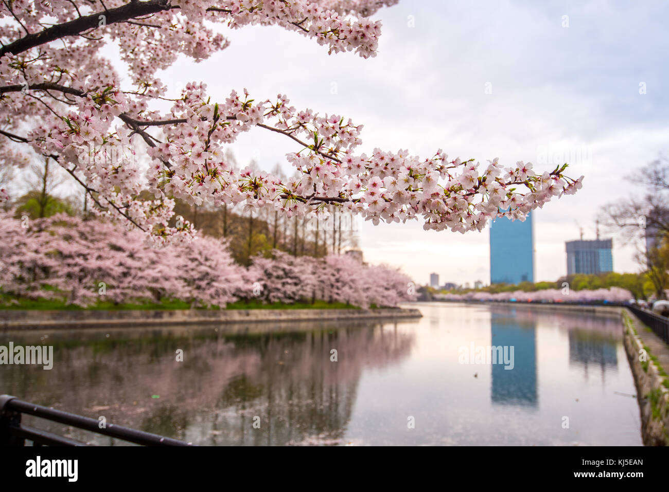 Sakura, Cherry Blossom branch spring in Japan Stock Photo - Alamy