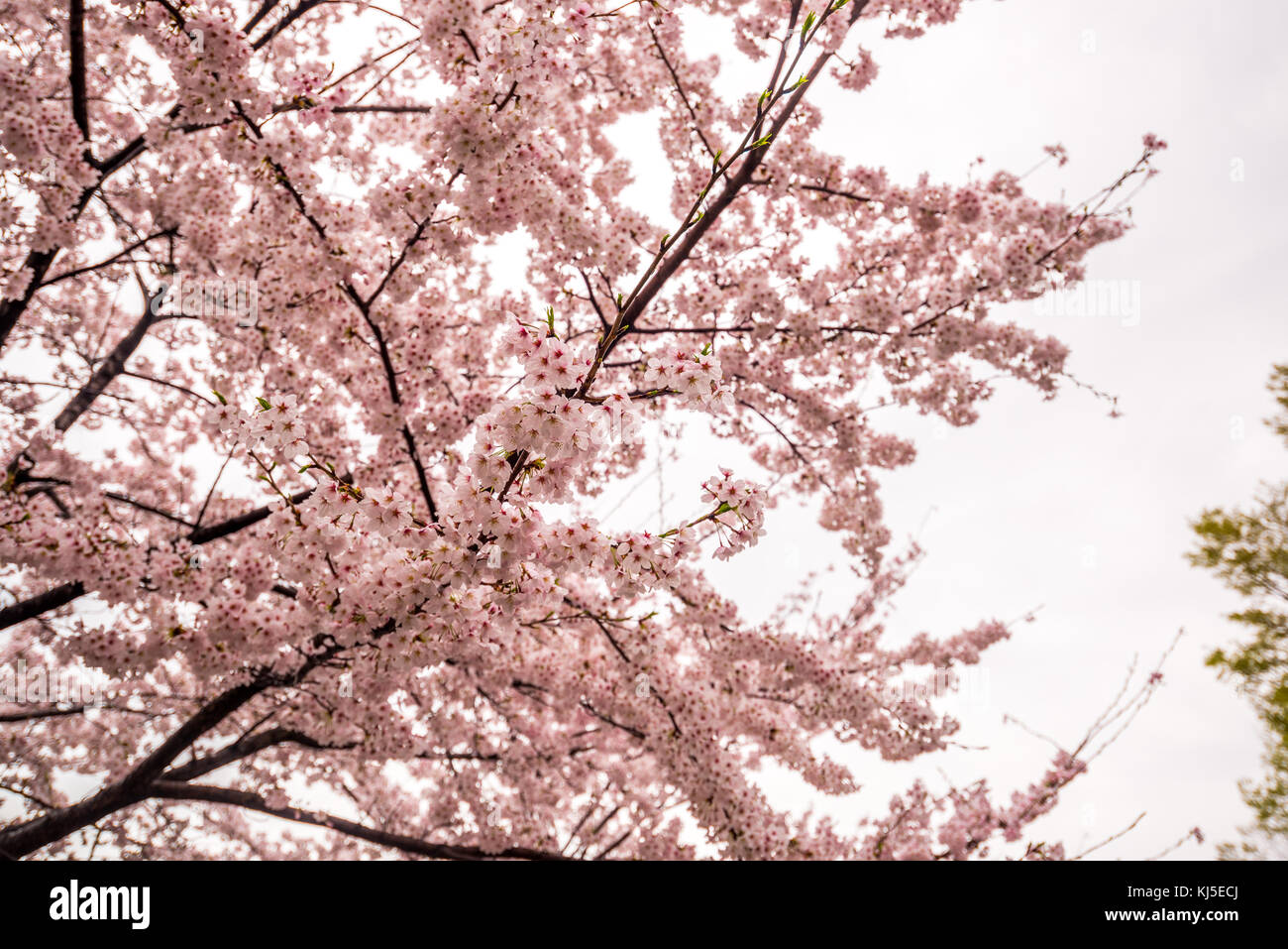 Blossom Cherry (Sakura) flower on the branch isolated on white Stock ...