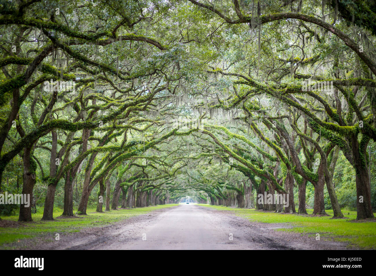 Quiet southern country road lined with oak trees with overhanging ...