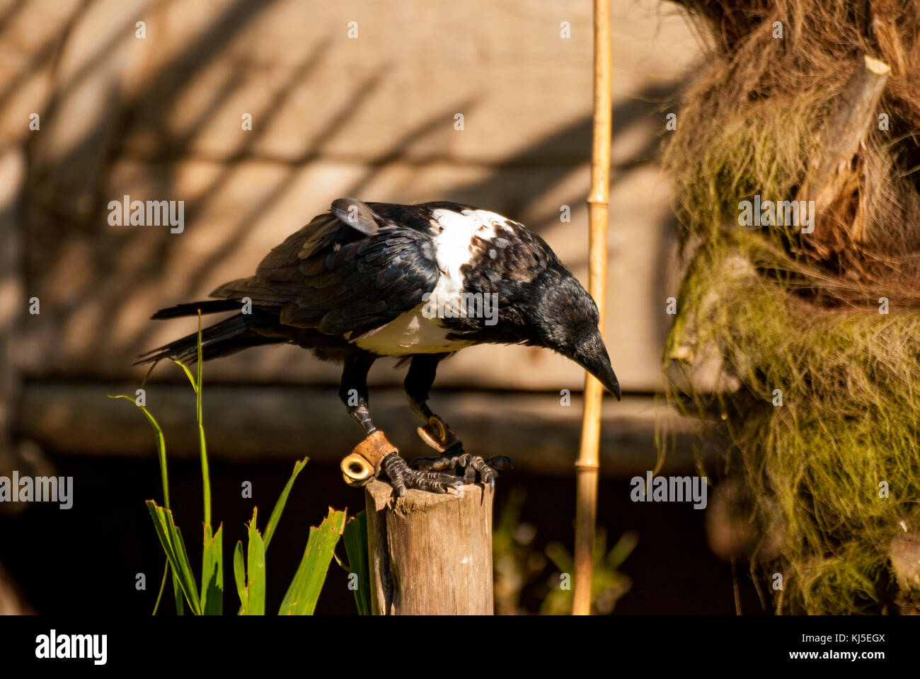 African Pied Crow bird (Corvus albus Stock Photo - Alamy