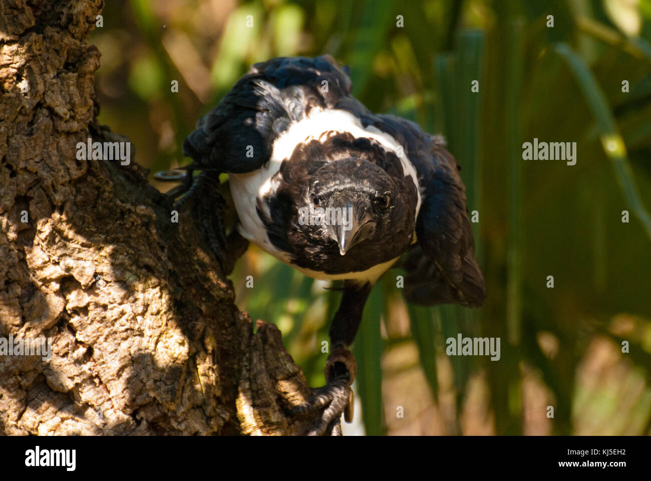 African Pied Crow bird (Corvus albus Stock Photo - Alamy