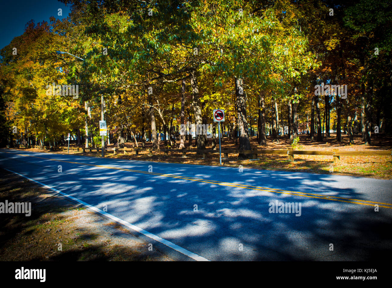 Shadows, road, and trees Stock Photo - Alamy
