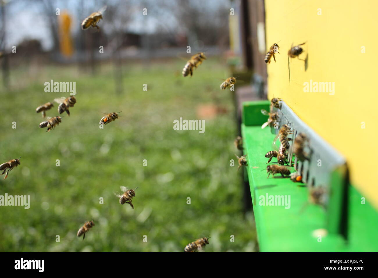 bees collecting pollen in spring Stock Photo - Alamy
